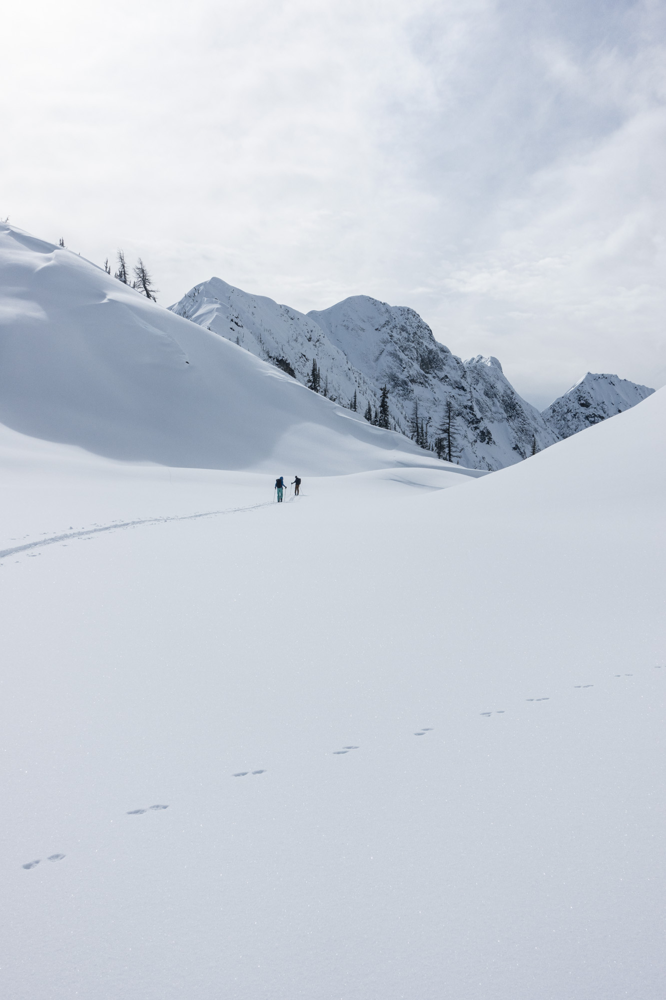 Gallery – Cascades Wolverine Project