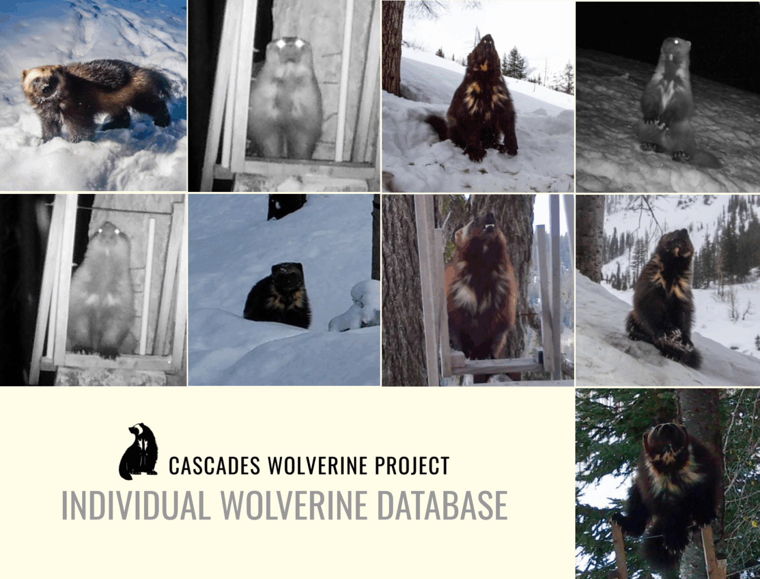 Cascades Wolverine Project