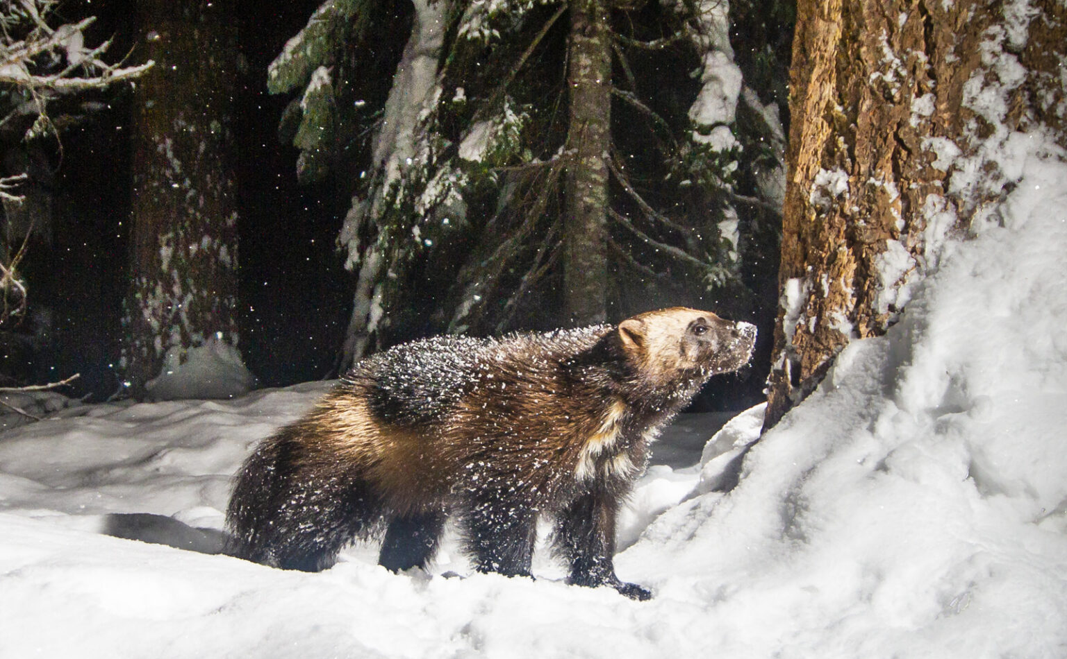 Wolverines in the Cascade Mountains – Cascades Wolverine Project