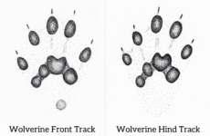 Wolverine Tracks – Cascades Wolverine Project